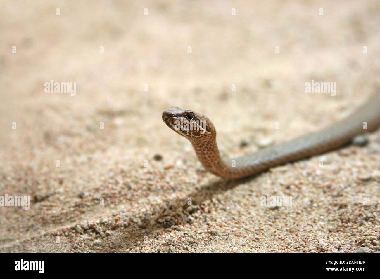 Egypt snake hi-res stock photography and images - Alamy