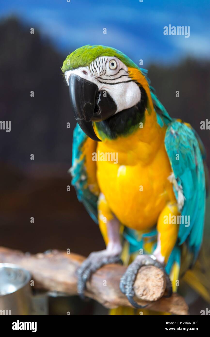 A bright parrot macaw sits on a branch Stock Photo - Alamy