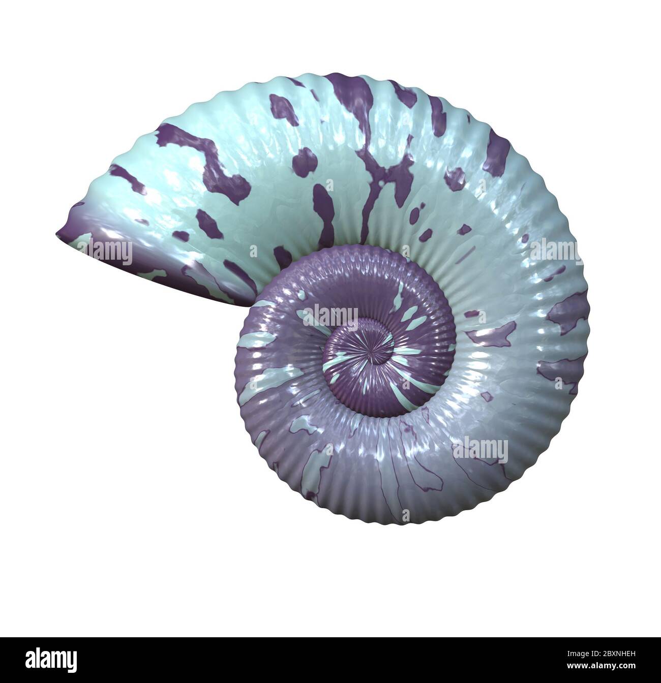 Shell tropical hi-res stock photography and images - Alamy