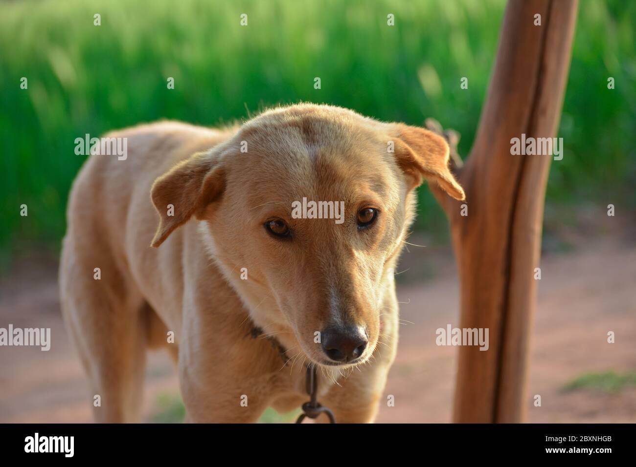 Amazing portrait of young dog during sunset. This is a very loving and ...