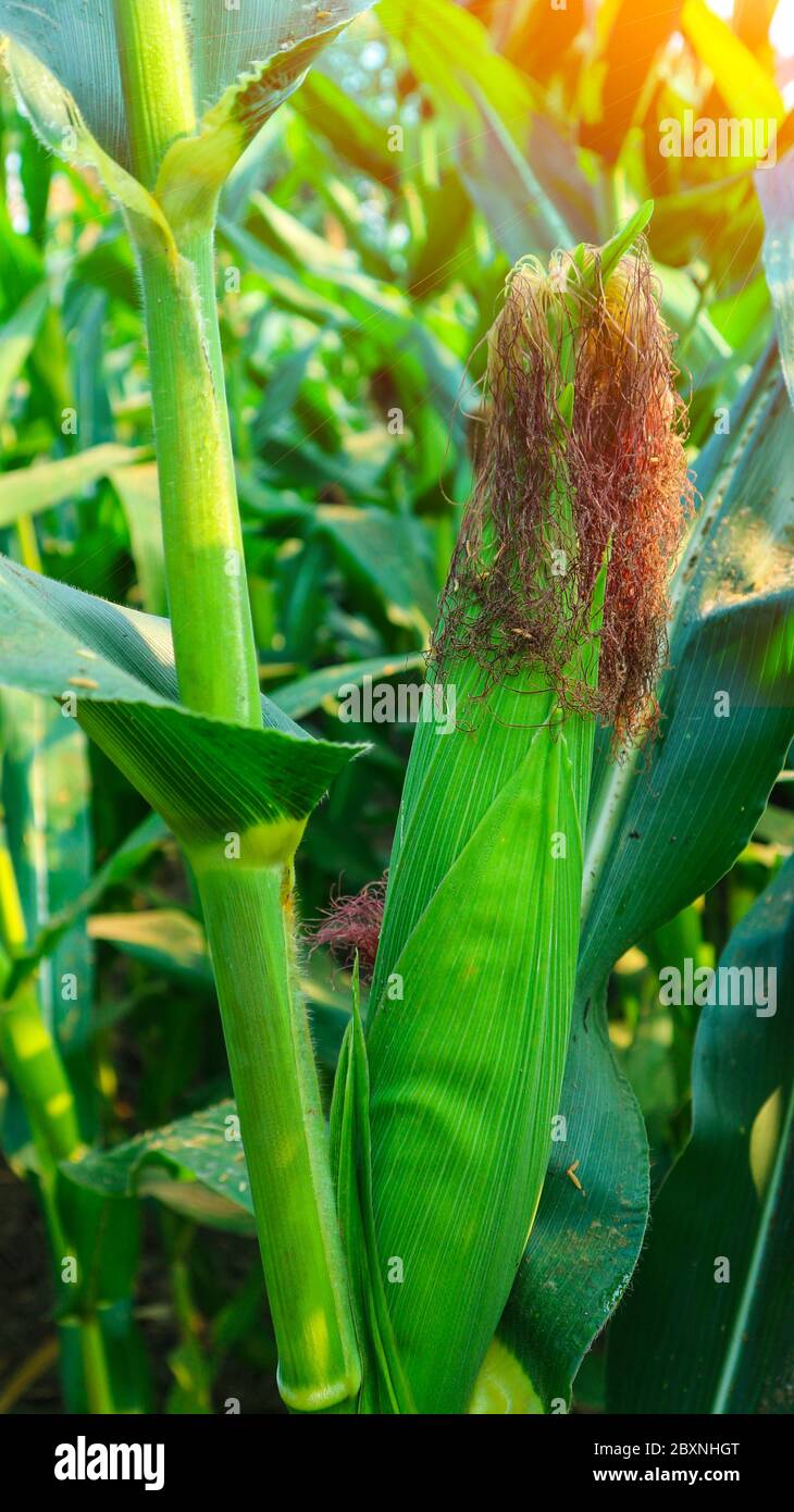 Garden sweet corn seedlings hi-res stock photography and images - Alamy