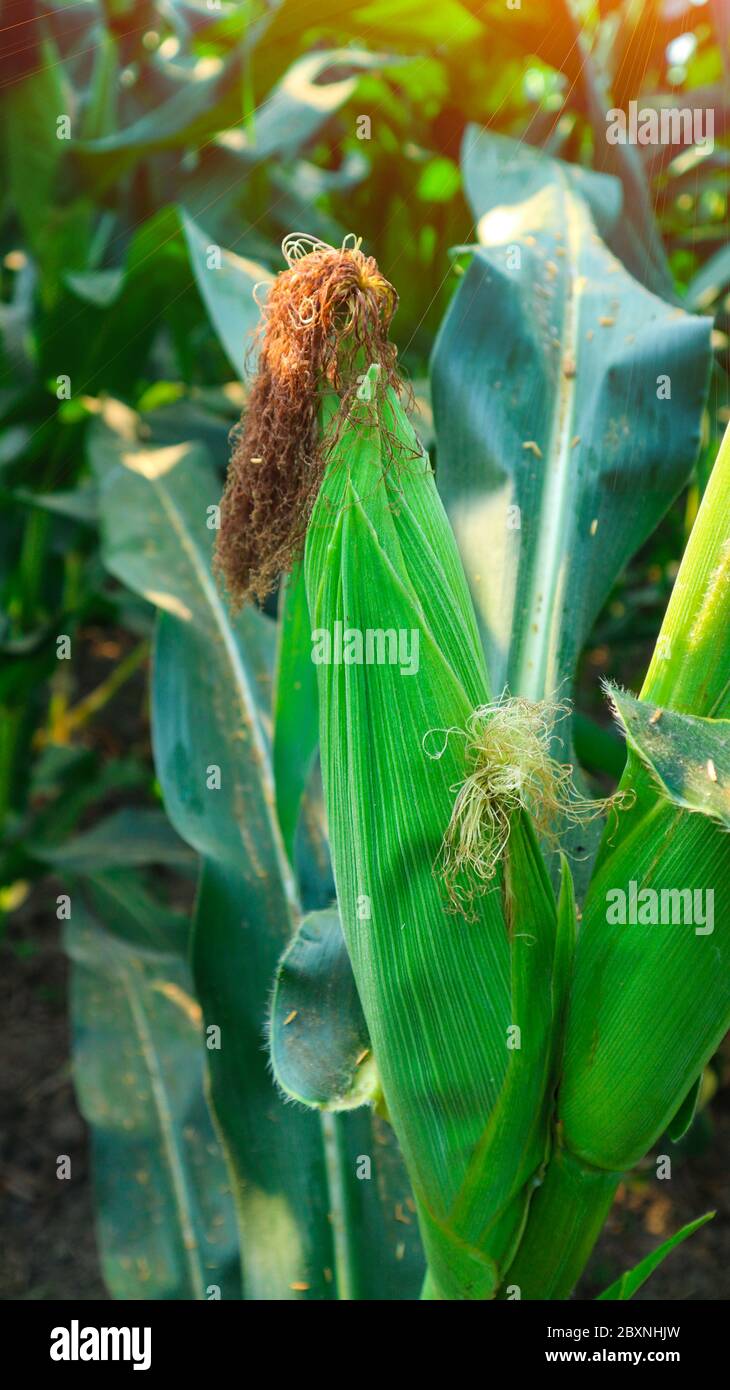 Garden sweet corn seedlings hi-res stock photography and images - Alamy