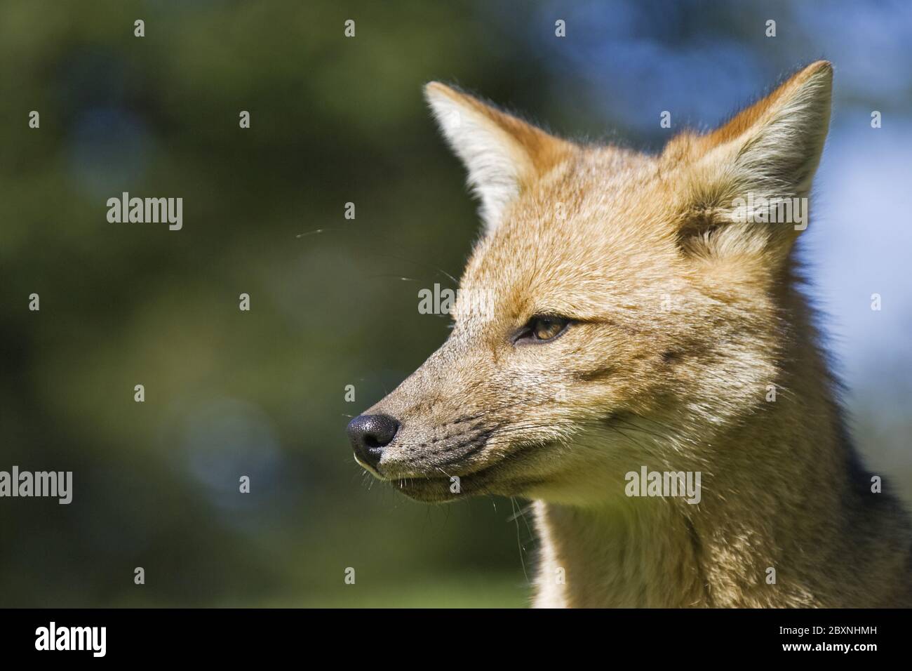 Torres del paine national park fox hi-res stock photography and images ...