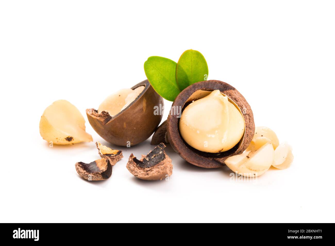Inshell macadamia nuts with leaves isolated on white background Stock ...