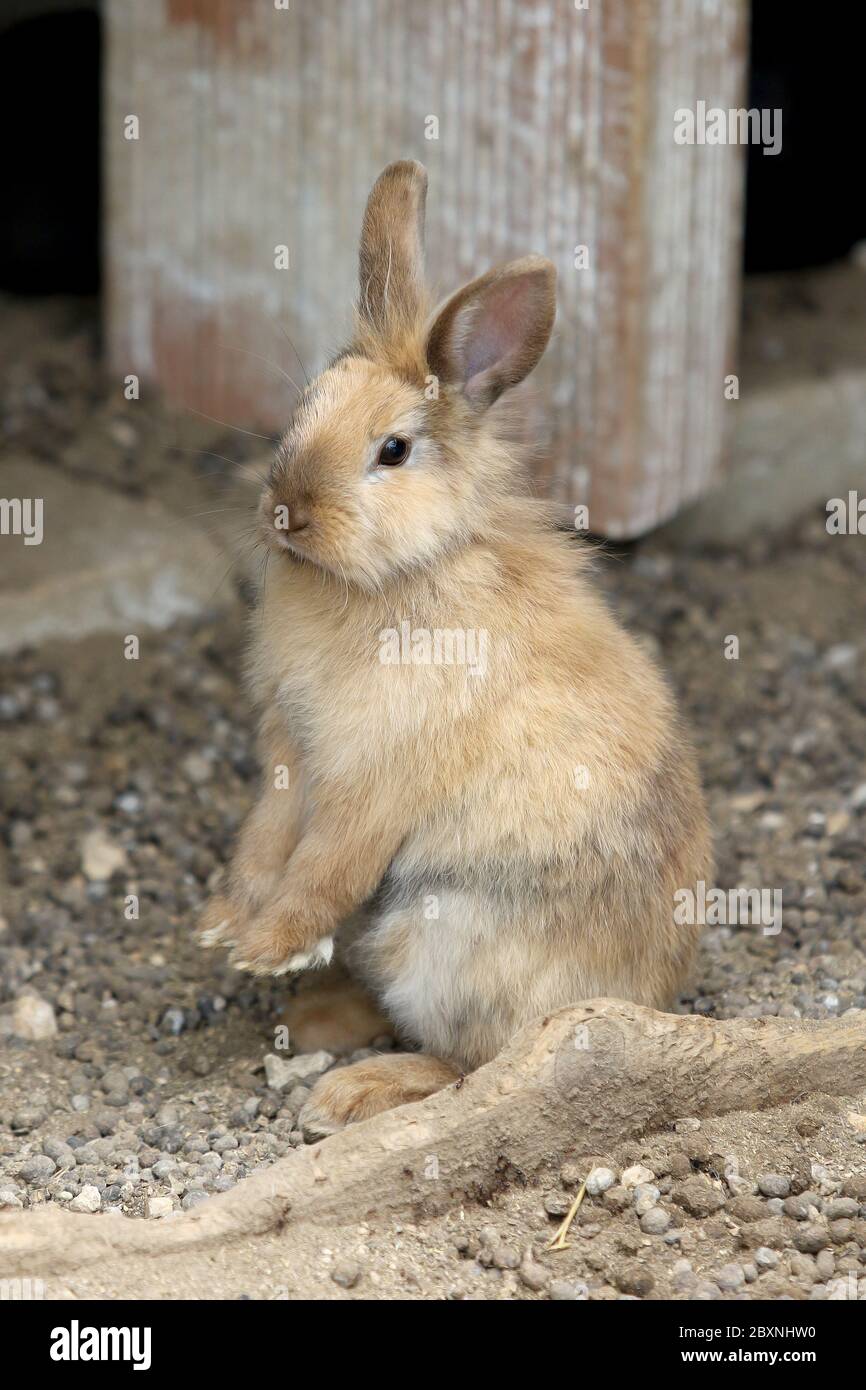 Two young european wild rabbits hi-res stock photography and images - Alamy