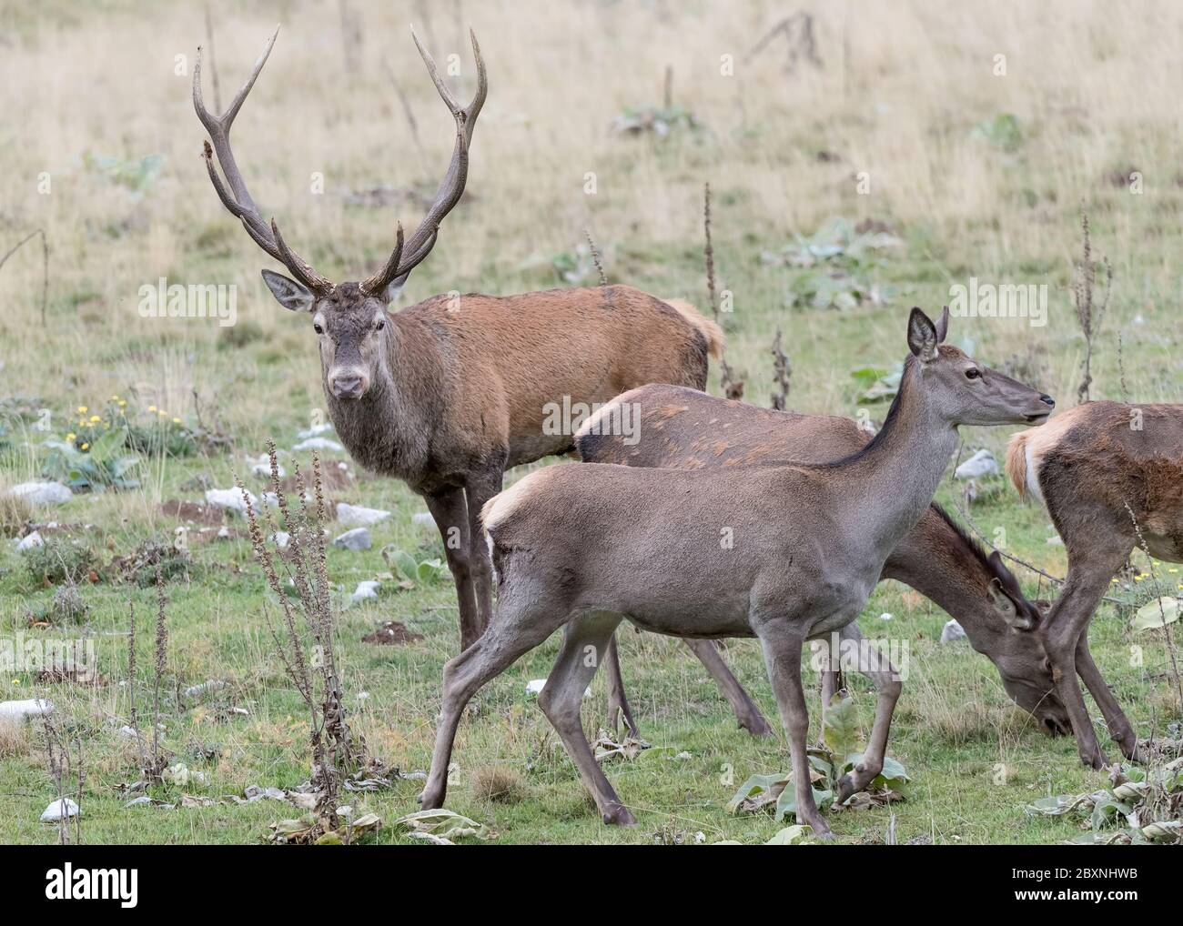 Male and female red deer mating ritual hi-res stock photography and ...
