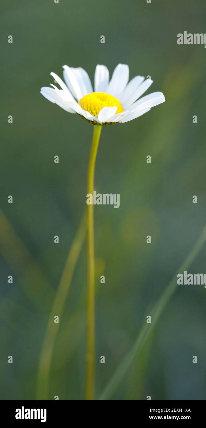 Simple single flower photograph hi-res stock photography and images - Alamy