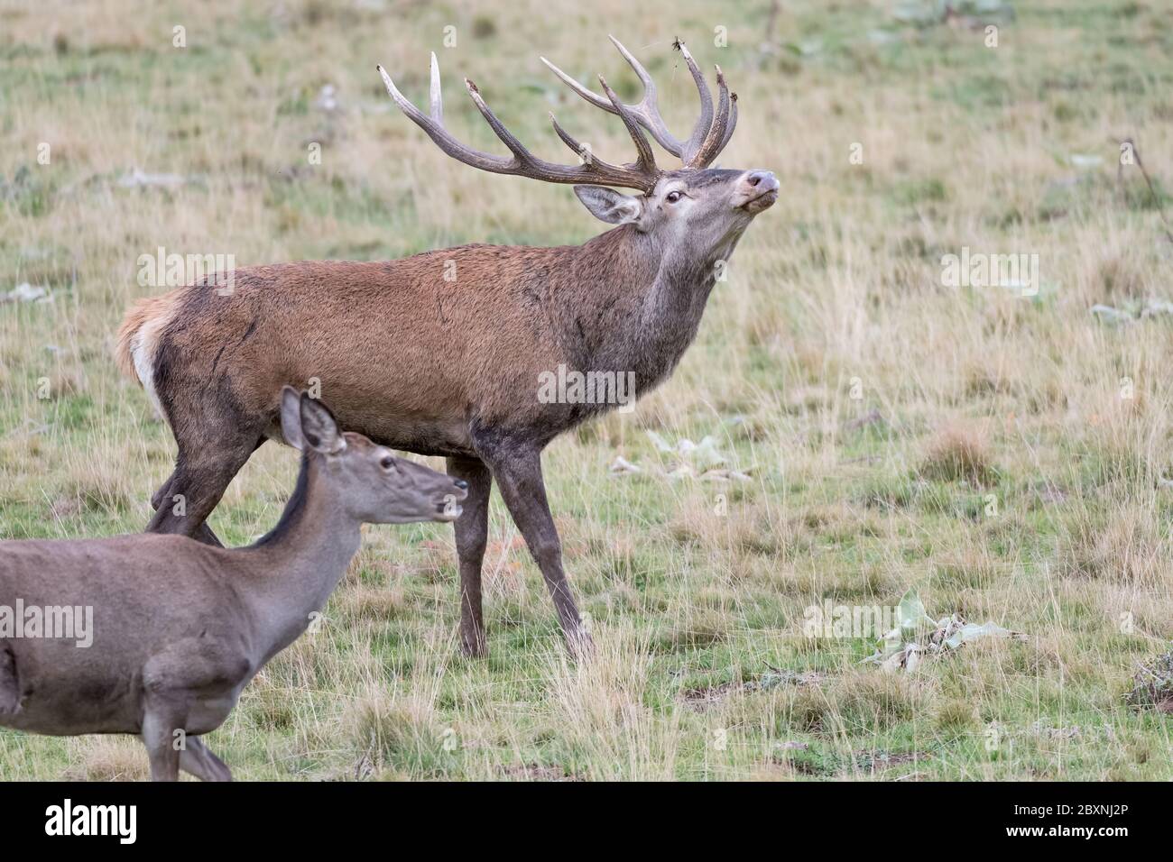 Red deer male approaches the female in breeding season (Cervus elaphus ...