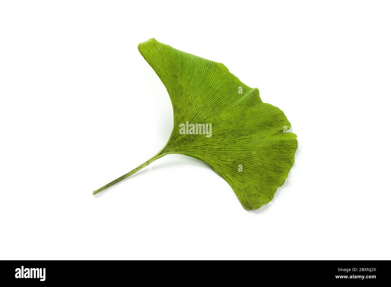 Green Ginkgo Biloba Isolated On White Background Stock Photo - Alamy