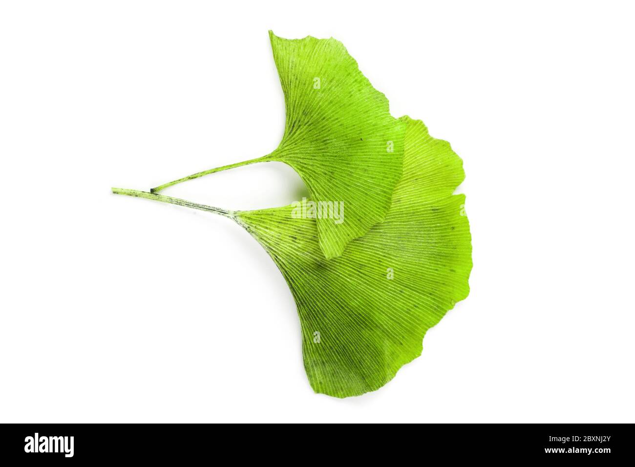 Ginko biloba spring hi-res stock photography and images - Alamy
