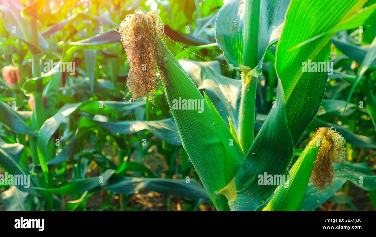 Garden sweet corn seedlings hi-res stock photography and images - Alamy