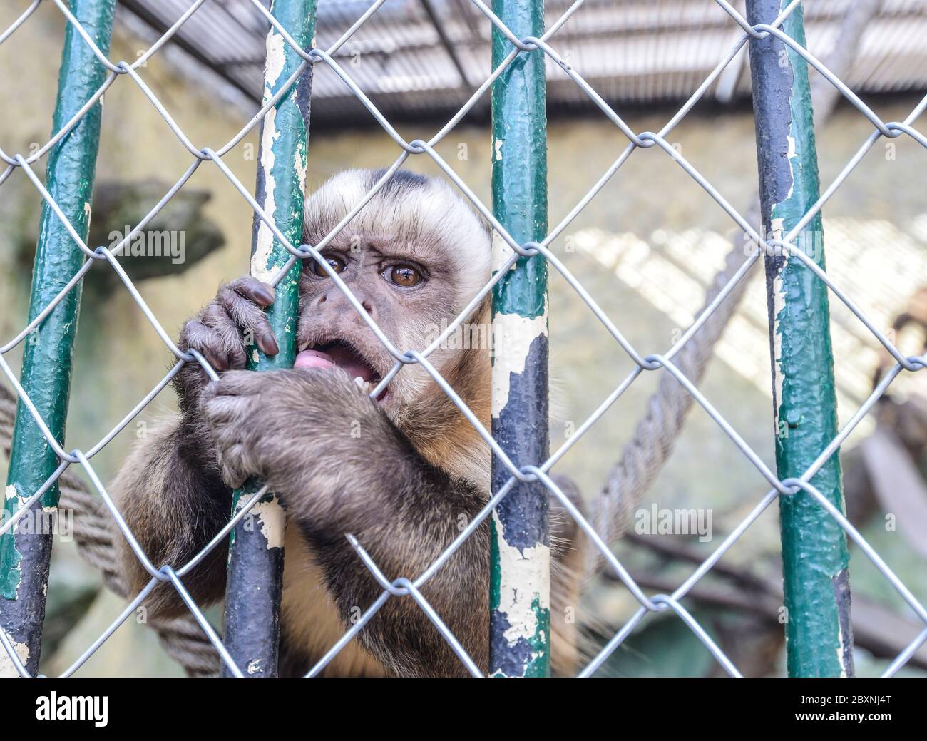 A lone monkey in a cage in the Sofia zoo Stock Photo - Alamy