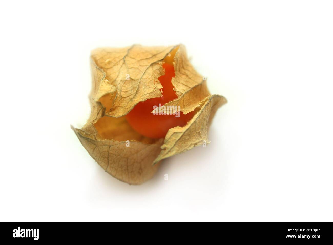 Physalis peruviana garden Cut Out Stock Images & Pictures - Alamy