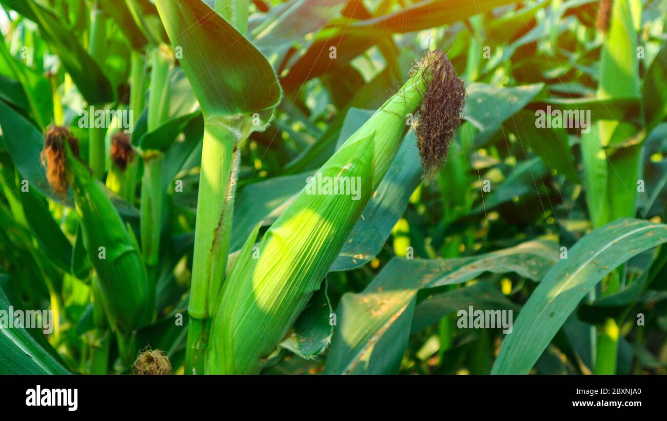 Garden sweet corn seedlings hi-res stock photography and images - Alamy