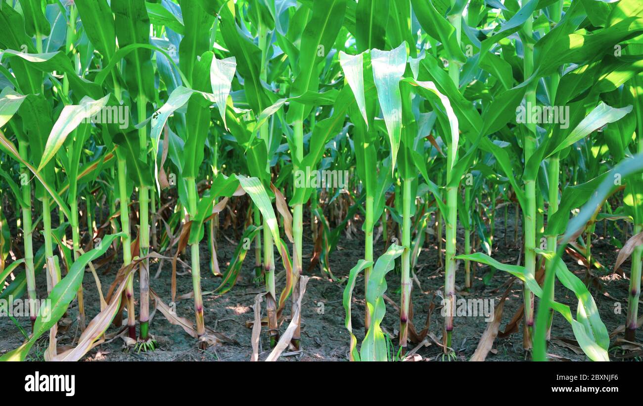 Garden sweet corn seedlings hi-res stock photography and images - Alamy