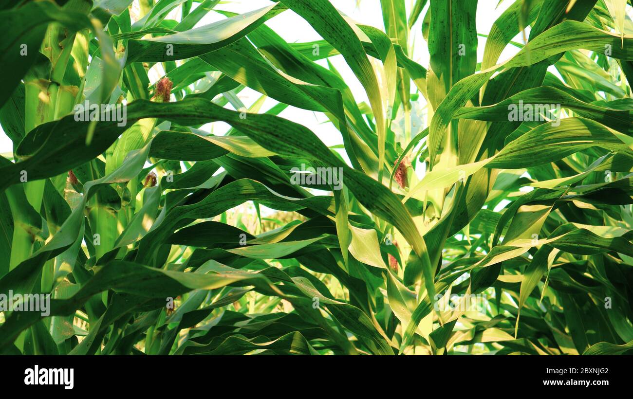Garden sweet corn seedlings hi-res stock photography and images - Alamy