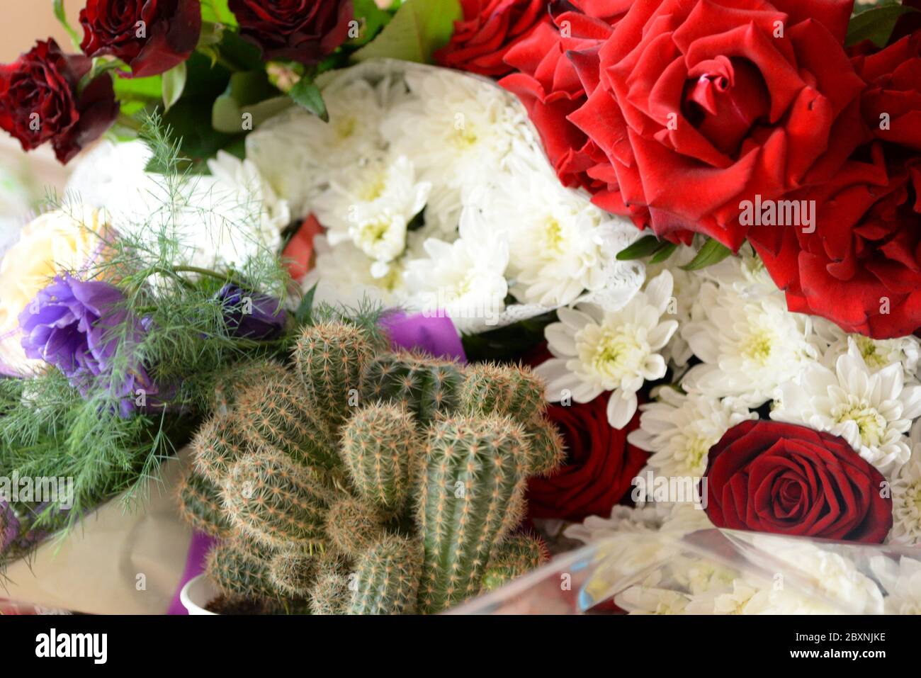 Cactus and roses hi-res stock photography and images - Alamy