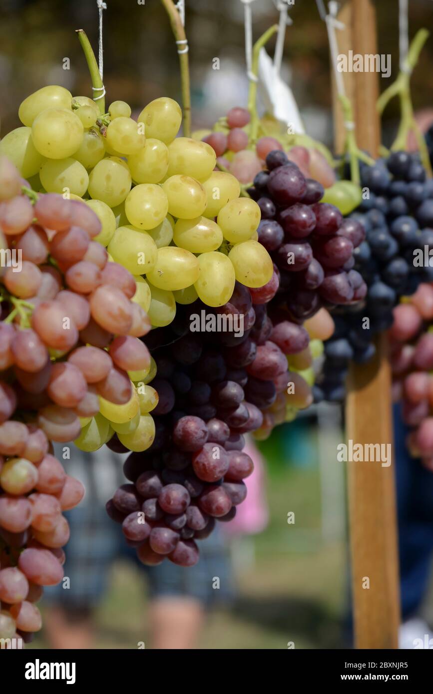 Large bunches of grapes of different varieties, close-up Stock Photo ...