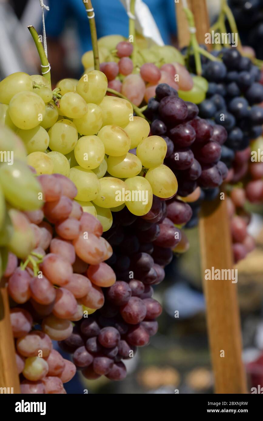Vineyard tasty grape varieties hi-res stock photography and images - Alamy