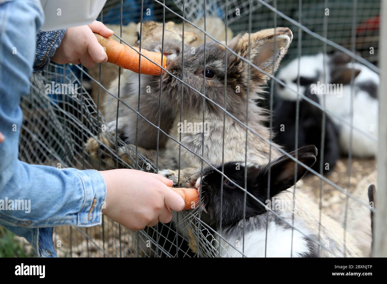Children feed carrots to rabbits on a farm Stock Photo - Alamy