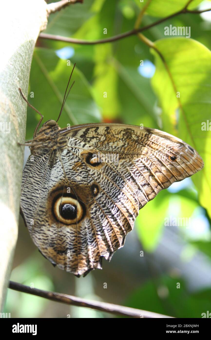Owl moth butterfly hi-res stock photography and images - Alamy