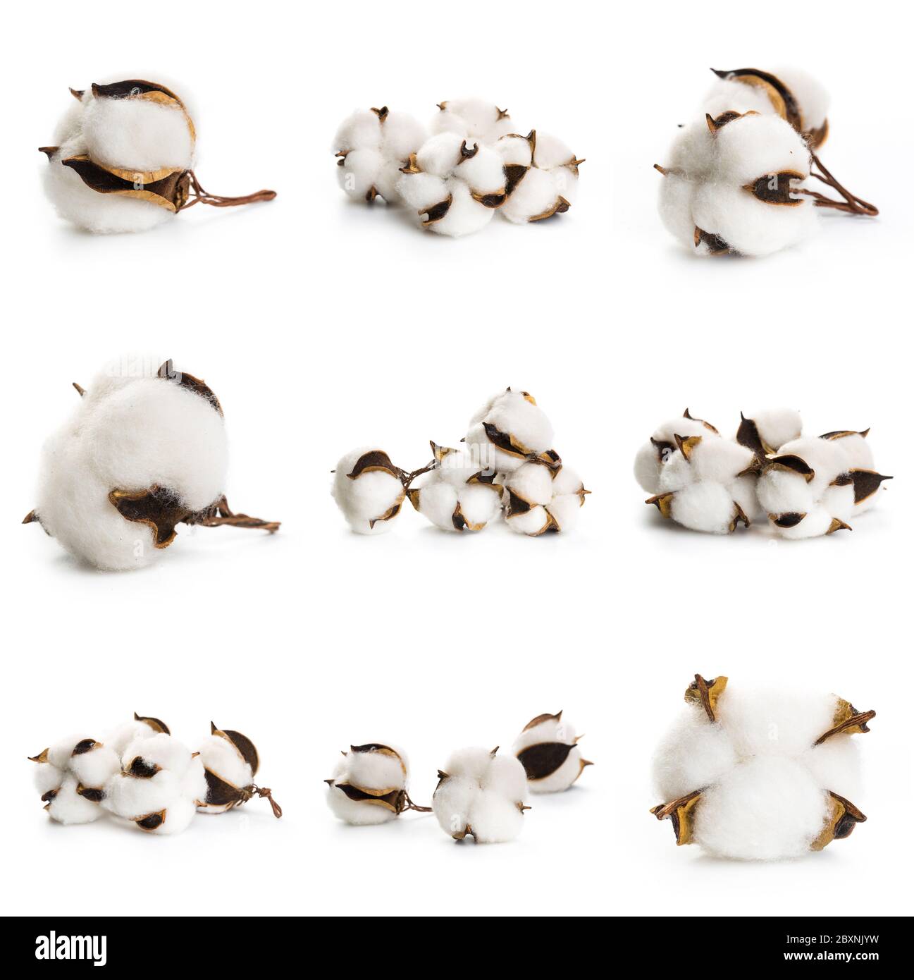 Set of Fluffy cotton ball of cotton plant on a white background Stock ...