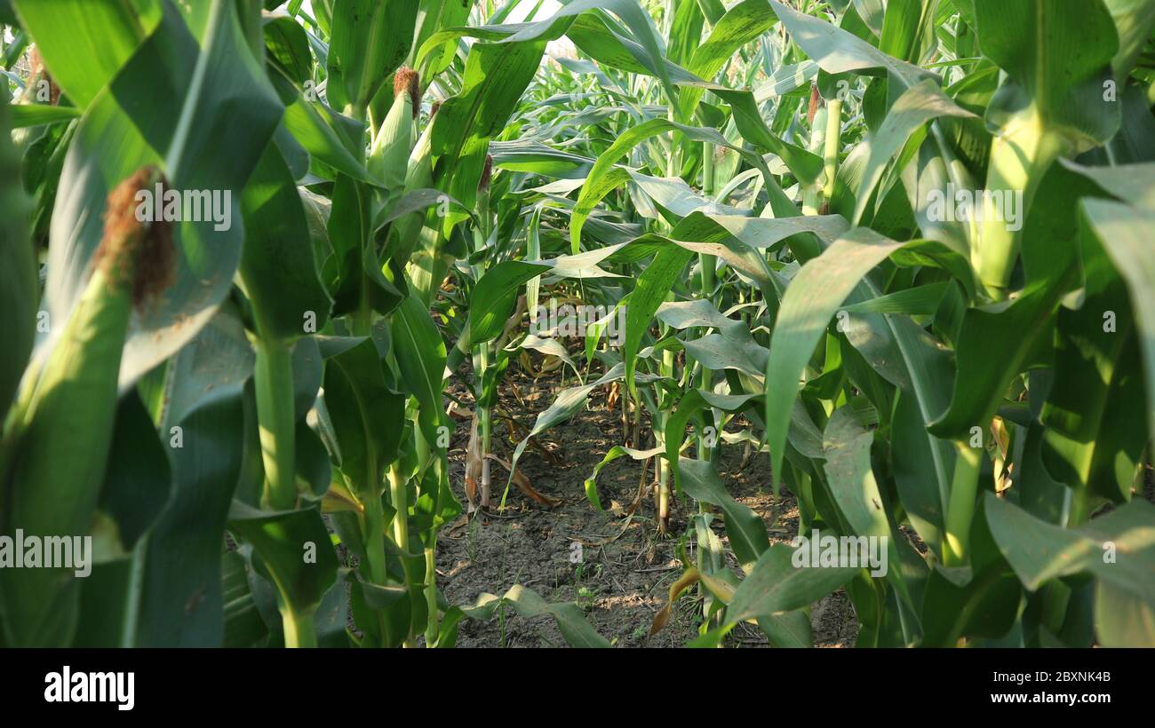 Corn farm in thailand hi-res stock photography and images - Alamy