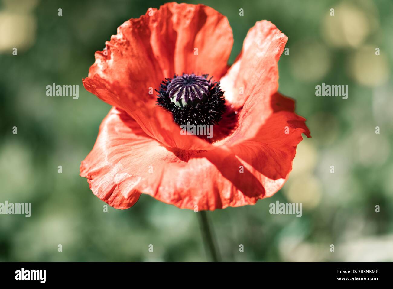 Close up of red poppy, Remembrance Stock Photo - Alamy