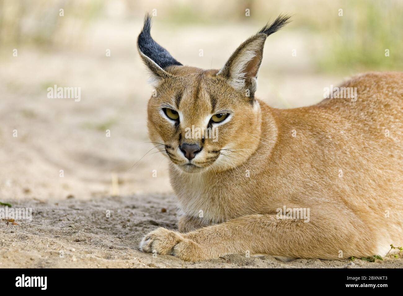 African lynxes hi-res stock photography and images - Alamy