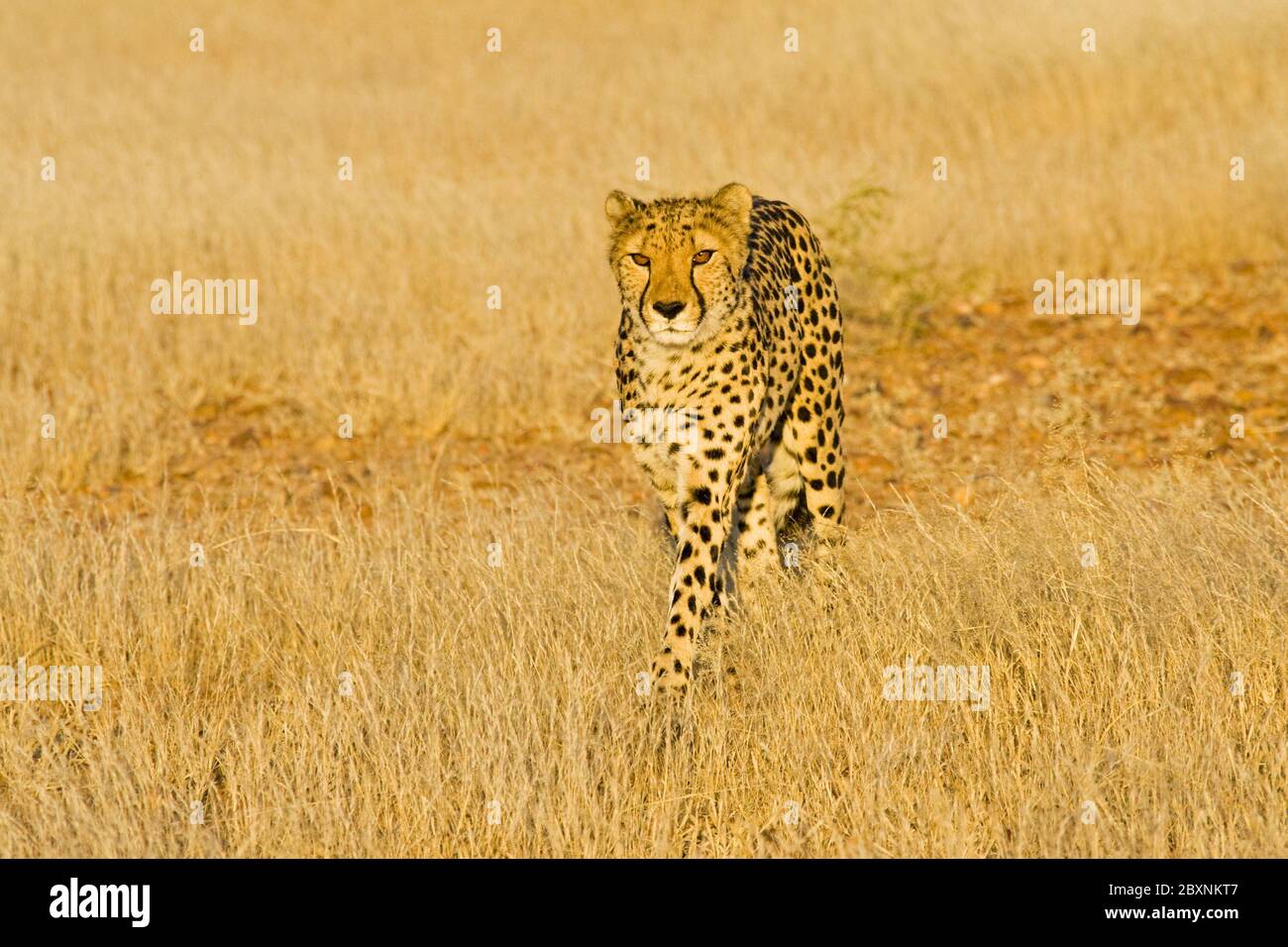 Cheetah, Namibia, Africa Stock Photo - Alamy