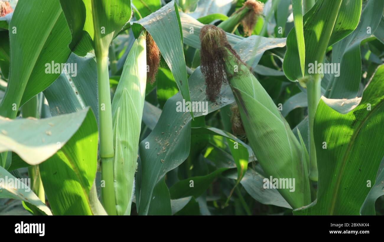 Corn seedlings hi-res stock photography and images - Alamy
