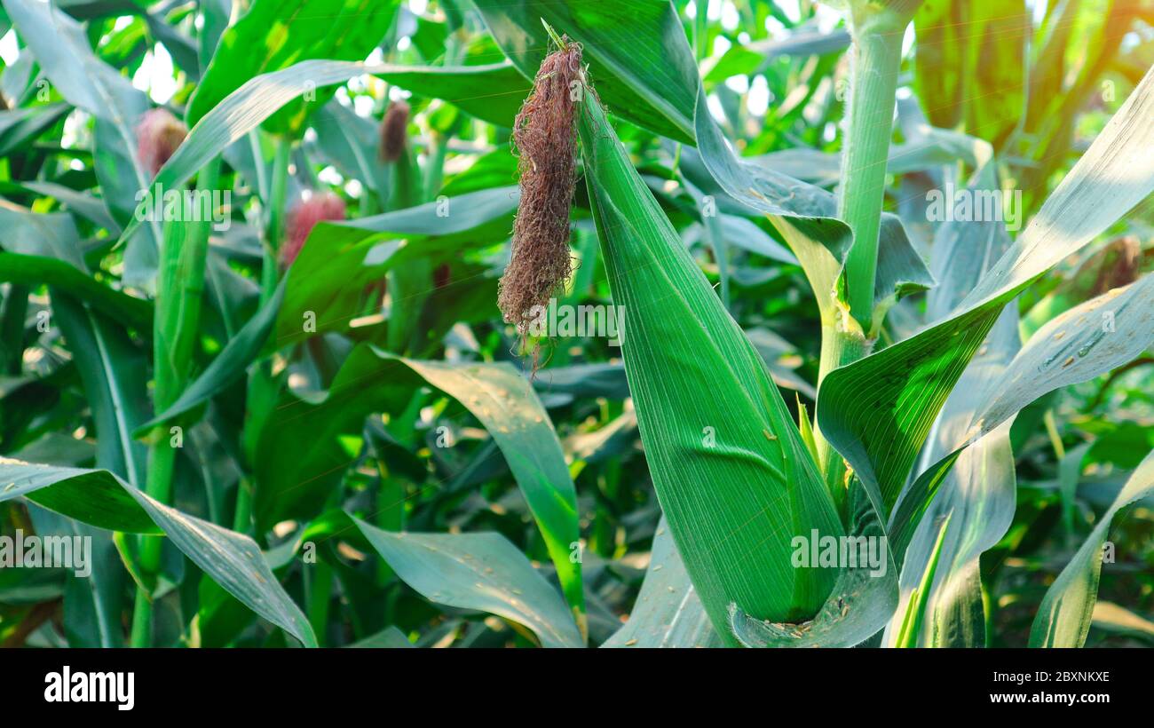 Closeup young corn plants hi-res stock photography and images - Alamy
