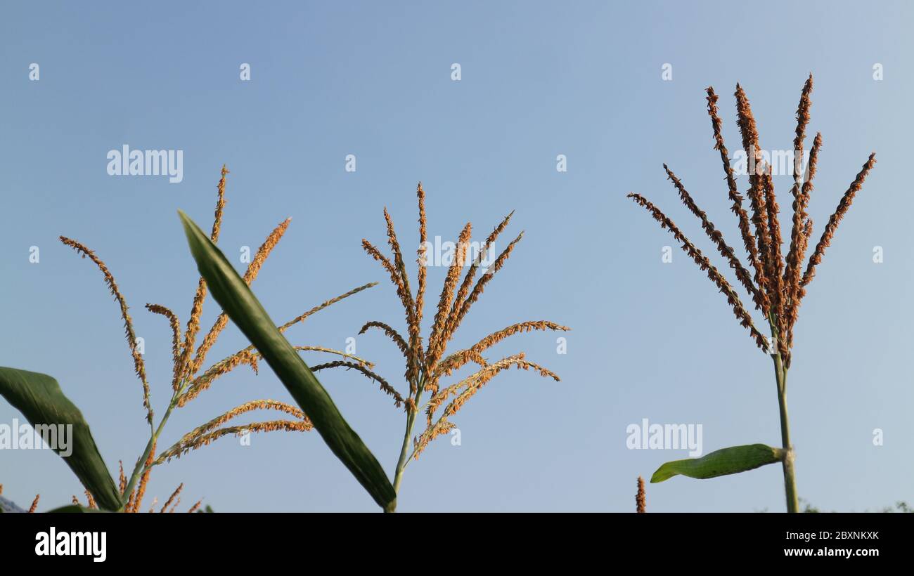 Baby corn farming hi-res stock photography and images - Alamy
