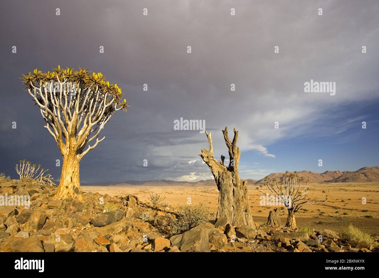 Quiver tree or Kokerboom, Tiras mountains, Namibia, Africa Stock Photo ...