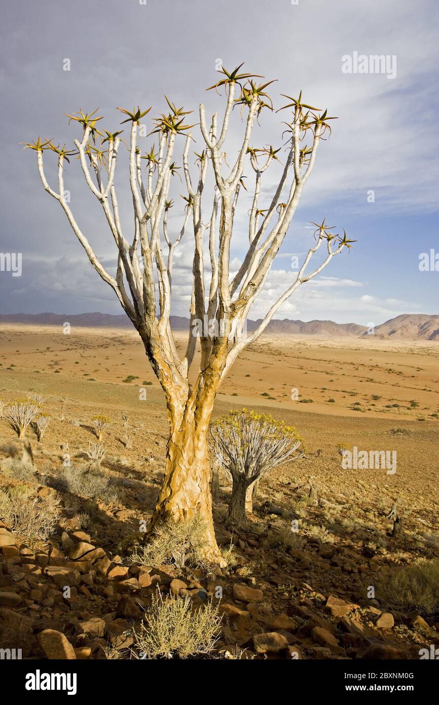Quiver tree or Kokerboom, Tiras mountains, Namibia, Africa Stock Photo ...