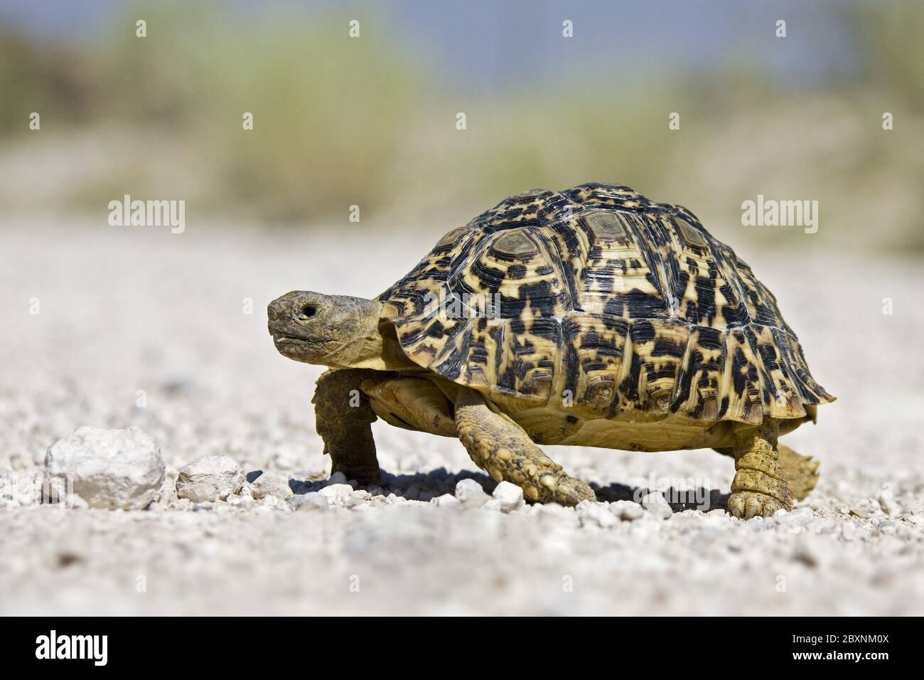 land turtle, Africa Stock Photo - Alamy