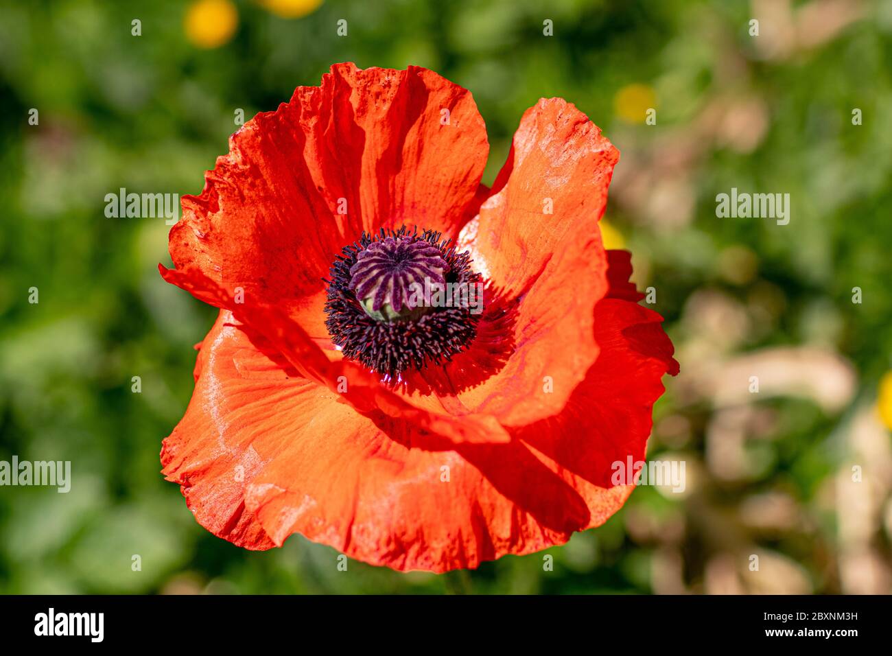 Remembrance day poppy black and white hi-res stock photography and ...