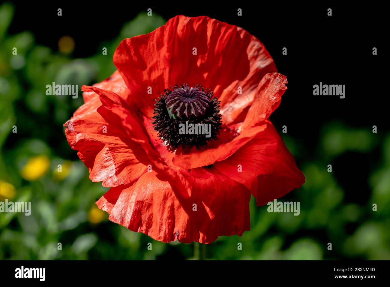 Poppy white background remembrance hi-res stock photography and images ...