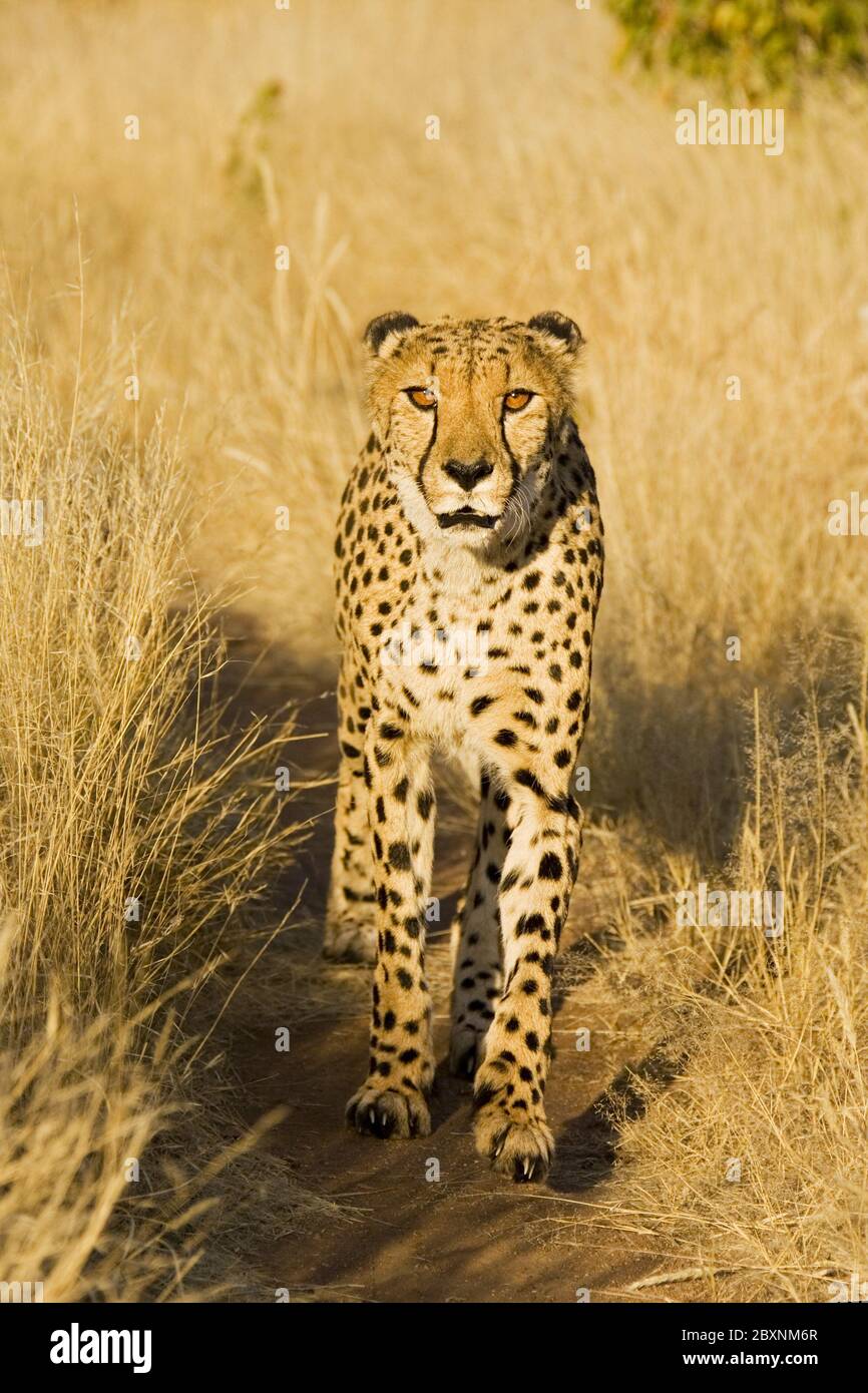 Cheetah, Namibia, Africa Stock Photo - Alamy