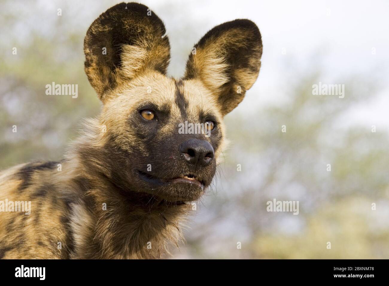 African wilddogs lycaon pictus hunting hi-res stock photography and ...