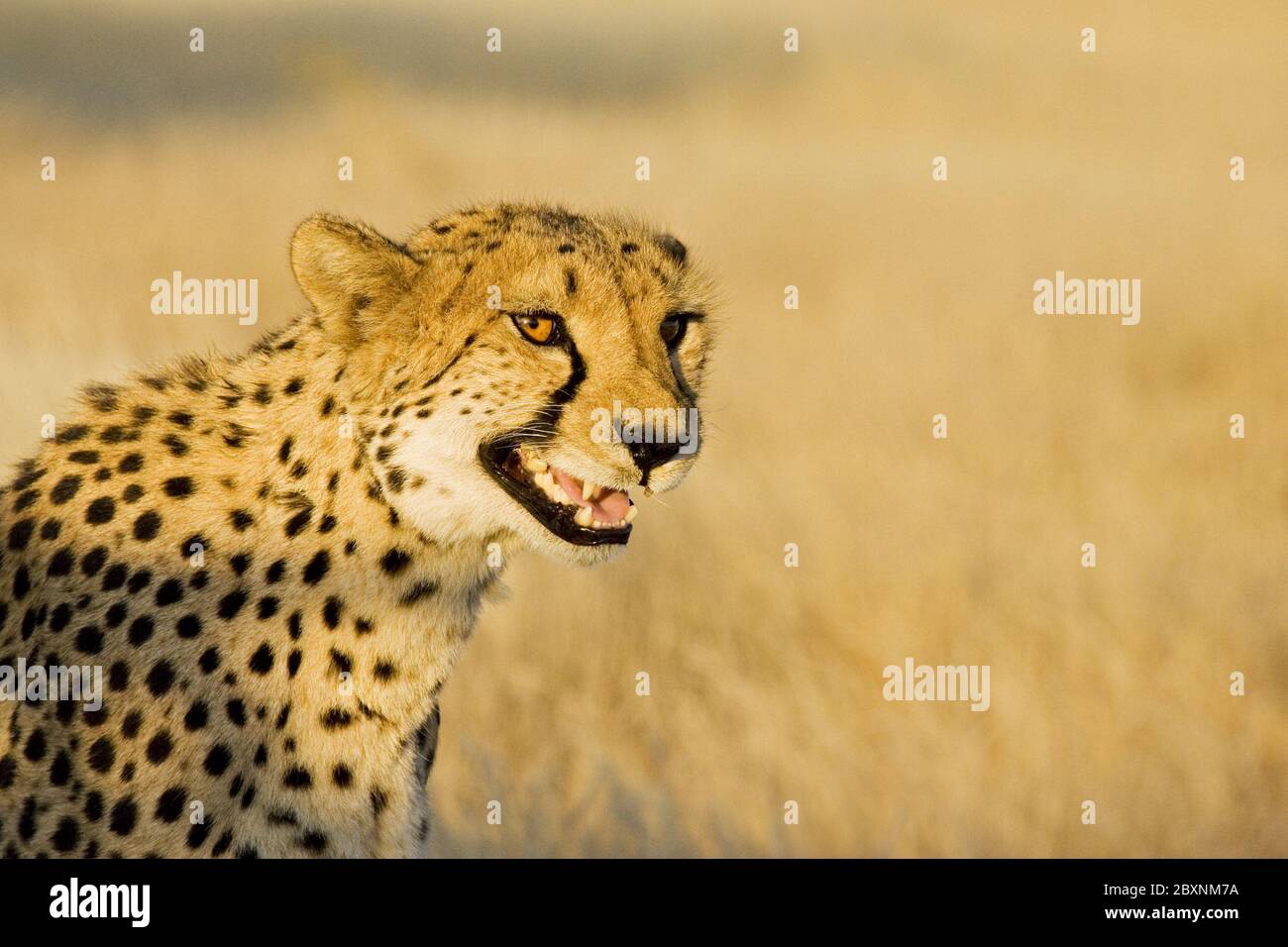 Cheetah, Namibia, Africa Stock Photo - Alamy