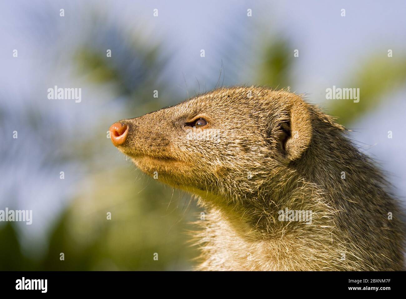 Banded mongoose face hi-res stock photography and images - Alamy