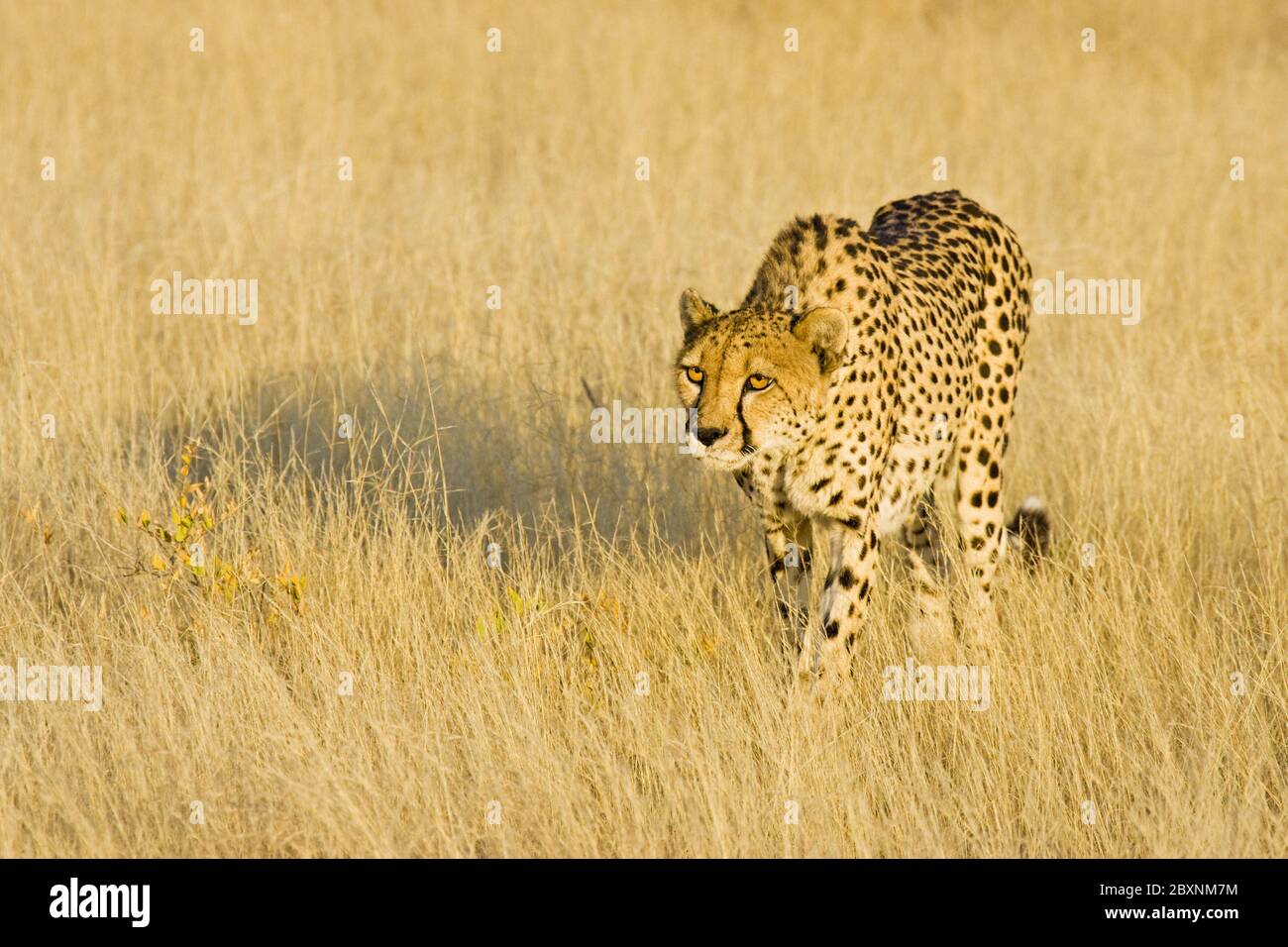Cheetah, Namibia, Africa Stock Photo - Alamy