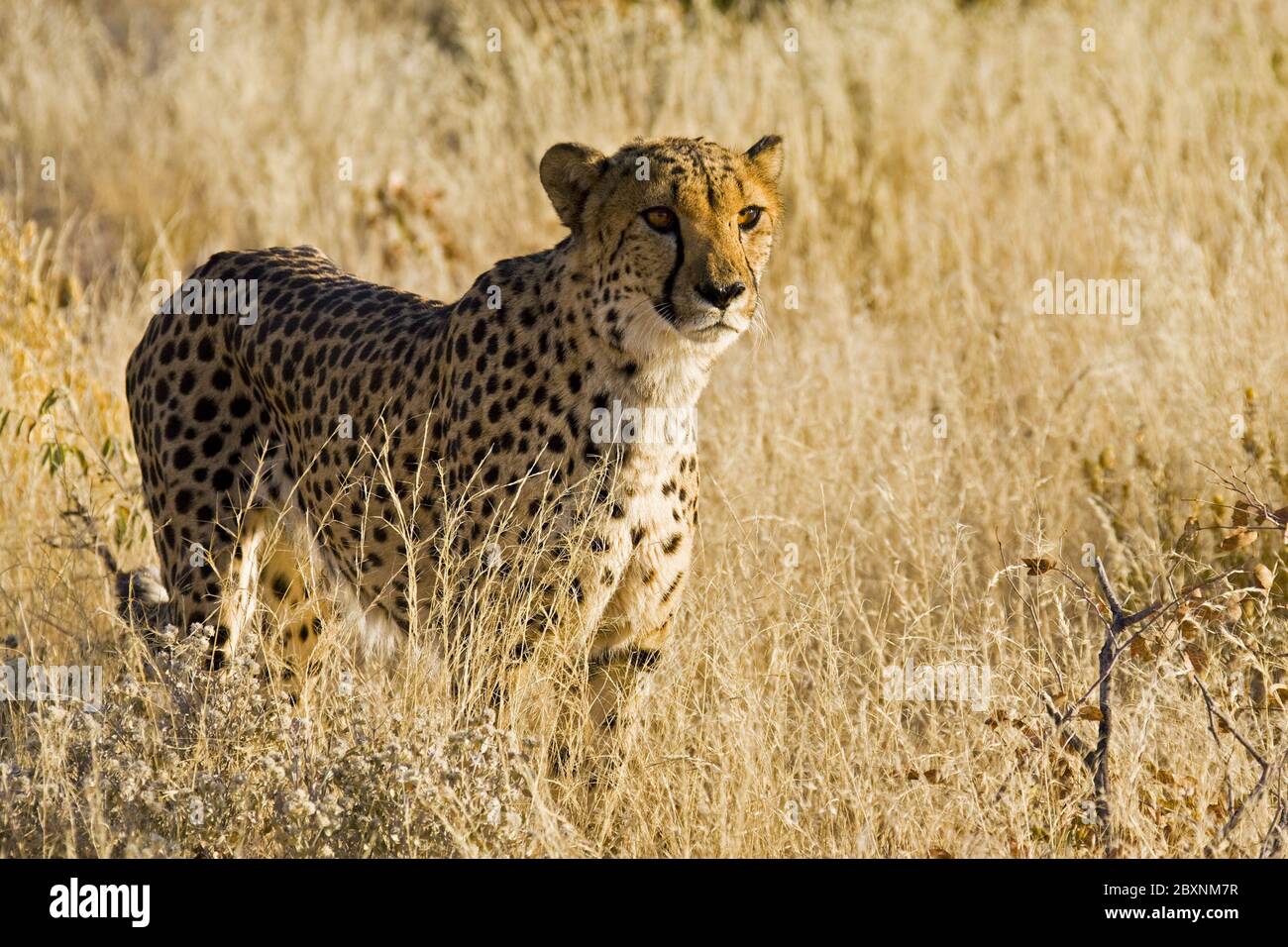 Cheetah, Namibia, Africa Stock Photo - Alamy