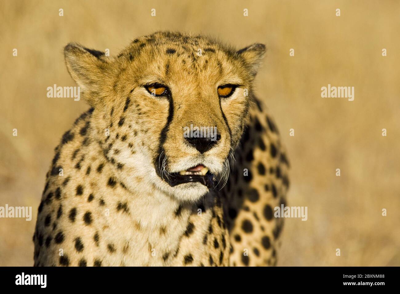 Cheetah, Namibia, Africa Stock Photo - Alamy