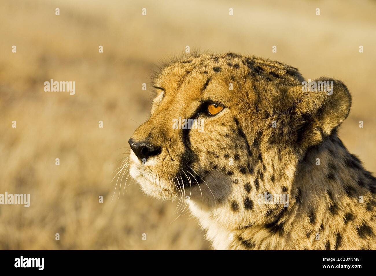 Cheetah, Namibia, Africa Stock Photo - Alamy