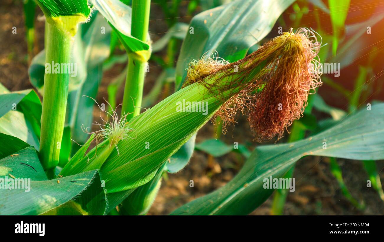 Garden sweet corn seedlings hi-res stock photography and images - Alamy