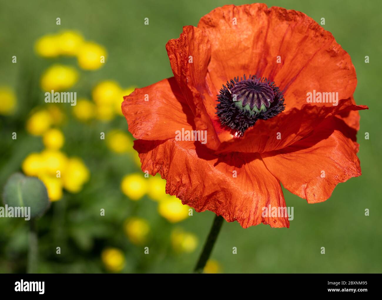 Close up of red poppy, Remembrance Stock Photo - Alamy