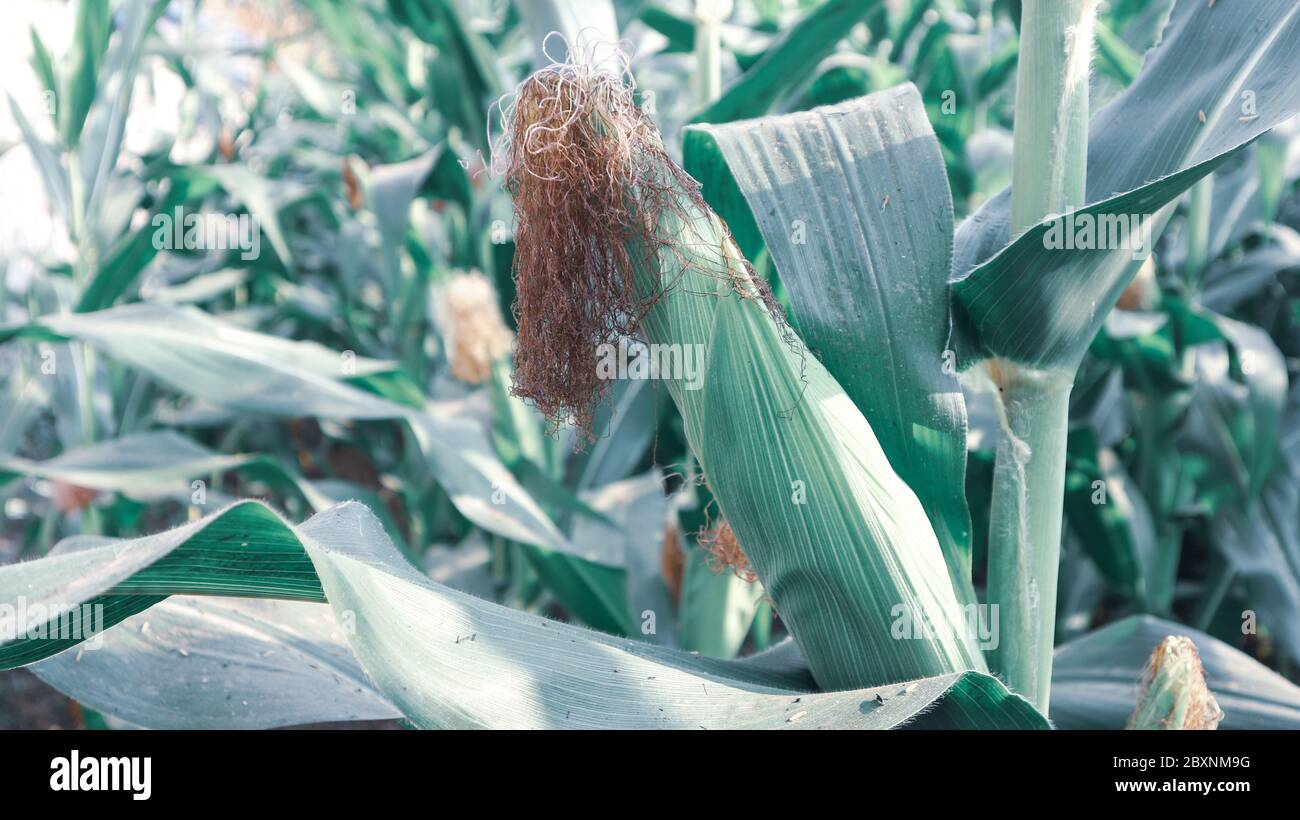 Garden sweet corn seedlings hi-res stock photography and images - Alamy