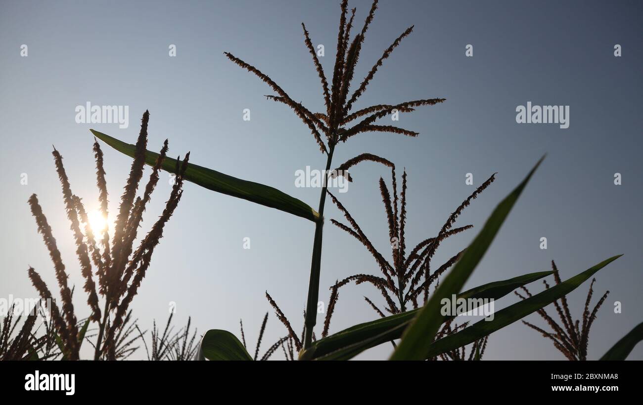 Corn seedlings hi-res stock photography and images - Alamy